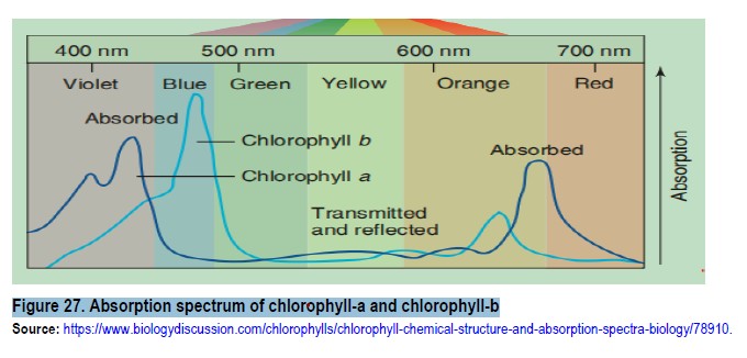 5.2. Role of Chloroplast Pigments in Light Absorption – Sasakawa Africa ...