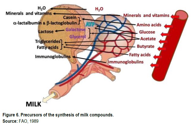 6.6. Milk Synthesis and Secretion – Sasakawa Africa Association